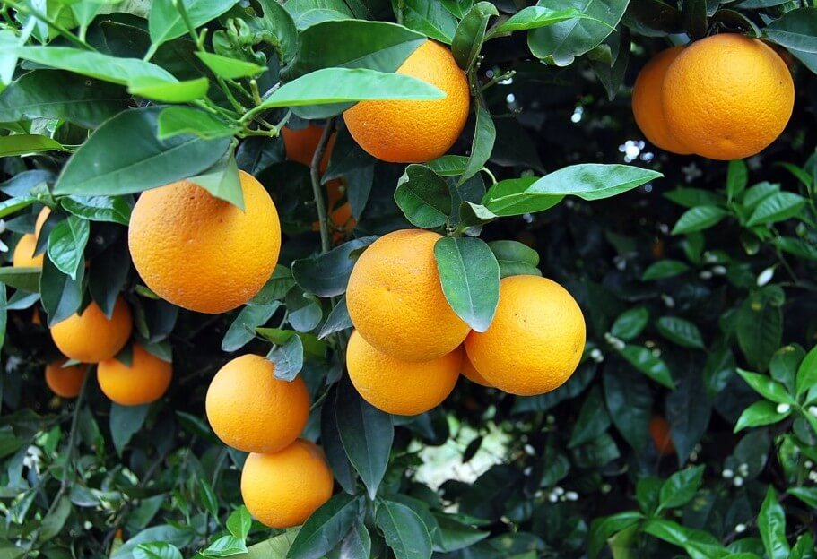 Citrus sinensis - Πορτοκαλιά - Gardens