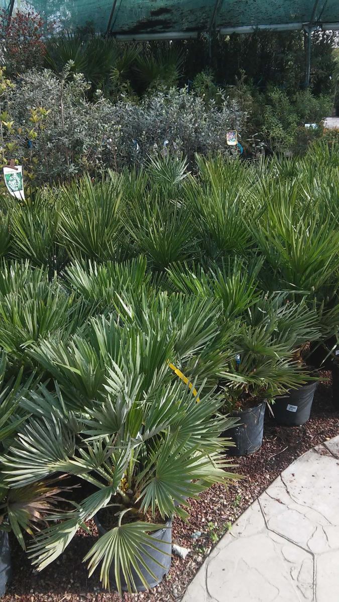Chamaerops humilis - Gardens